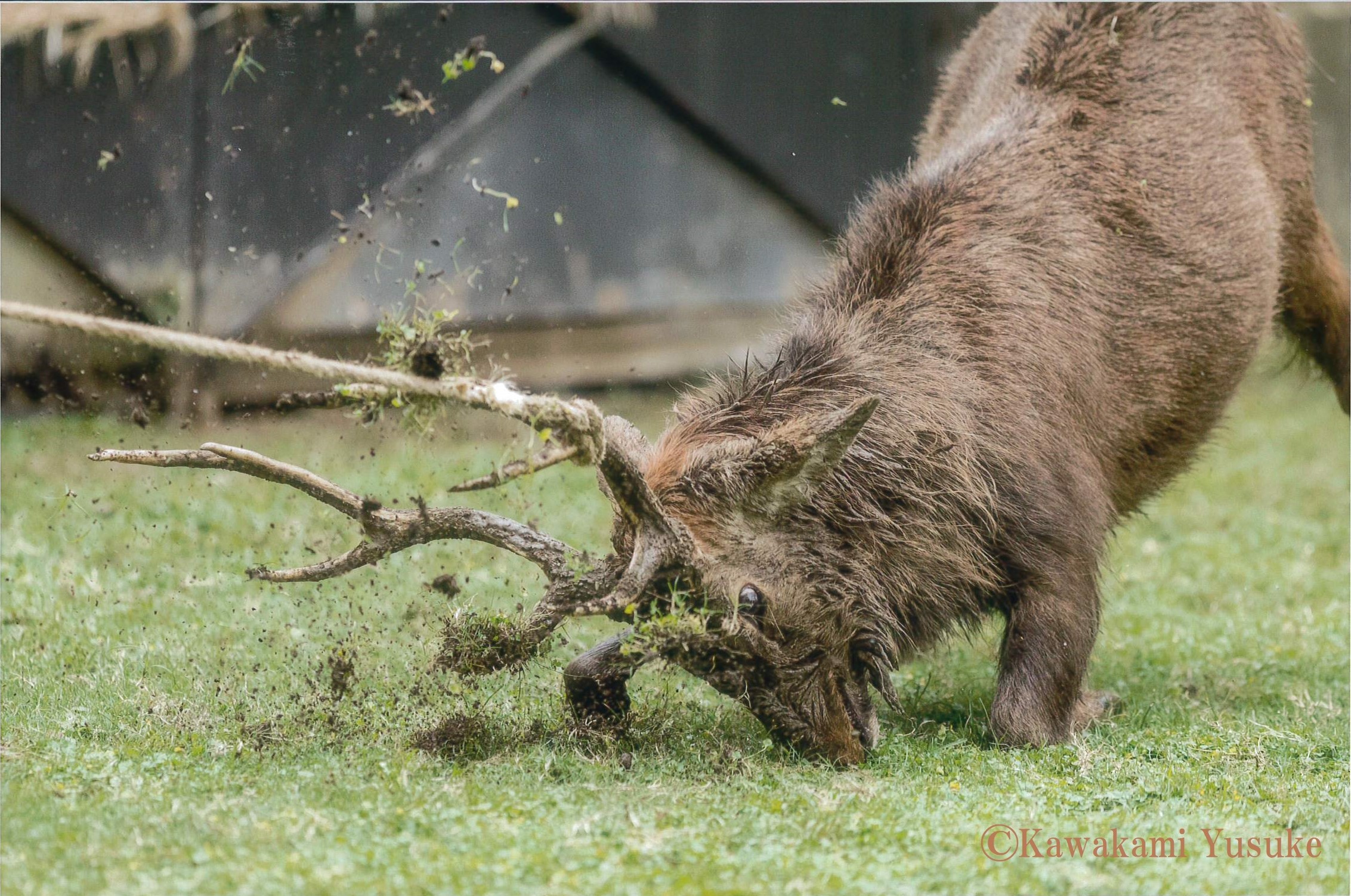 HOME - Welcome to Nara Park About This Website